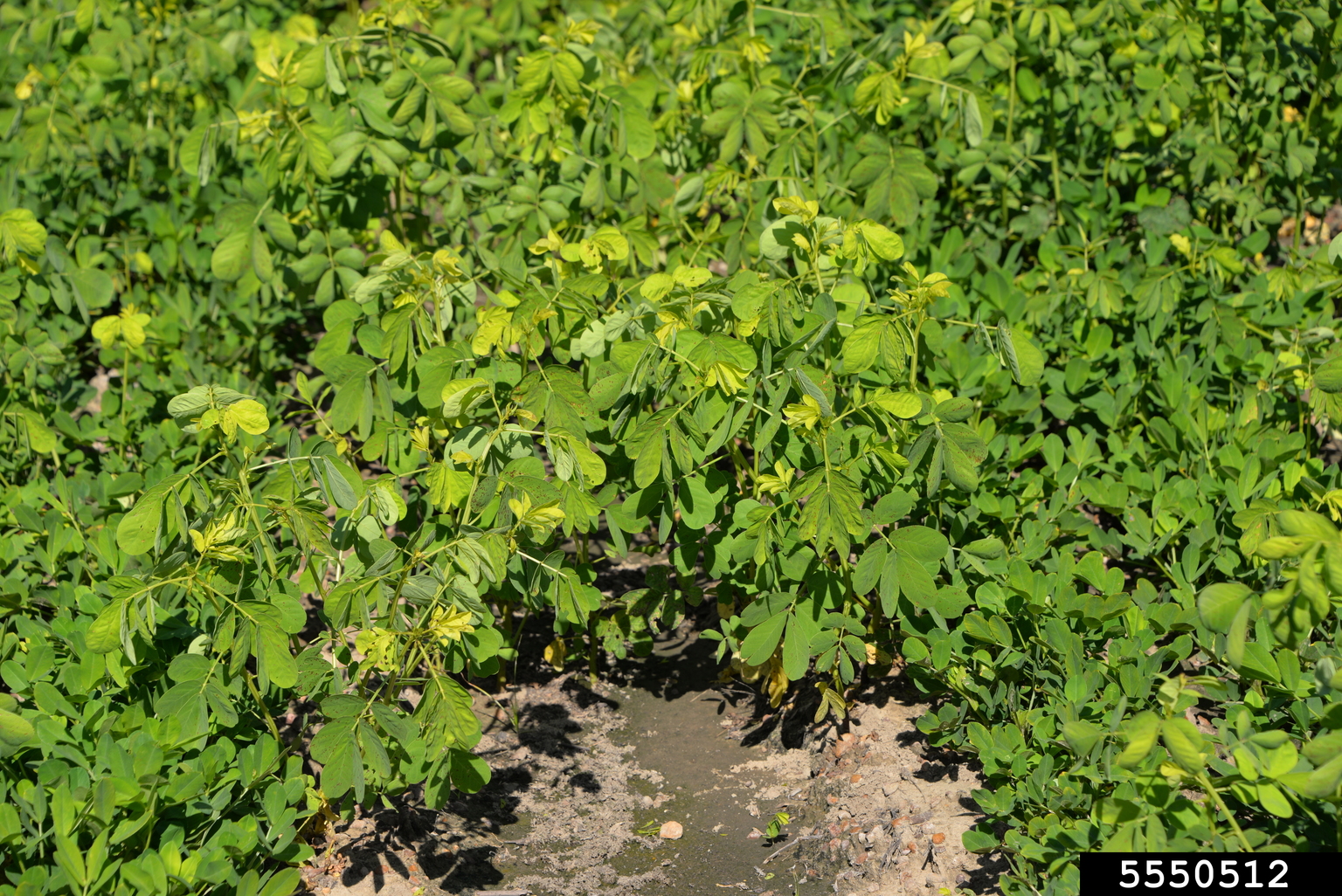 sicklepod (Senna obtusifolia)