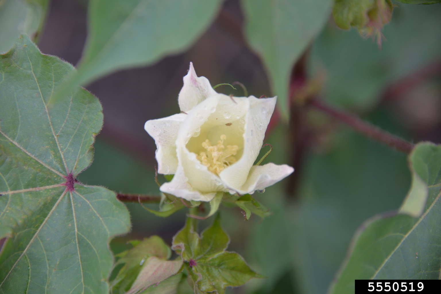 cotton (Gossypium hirsutum L.)