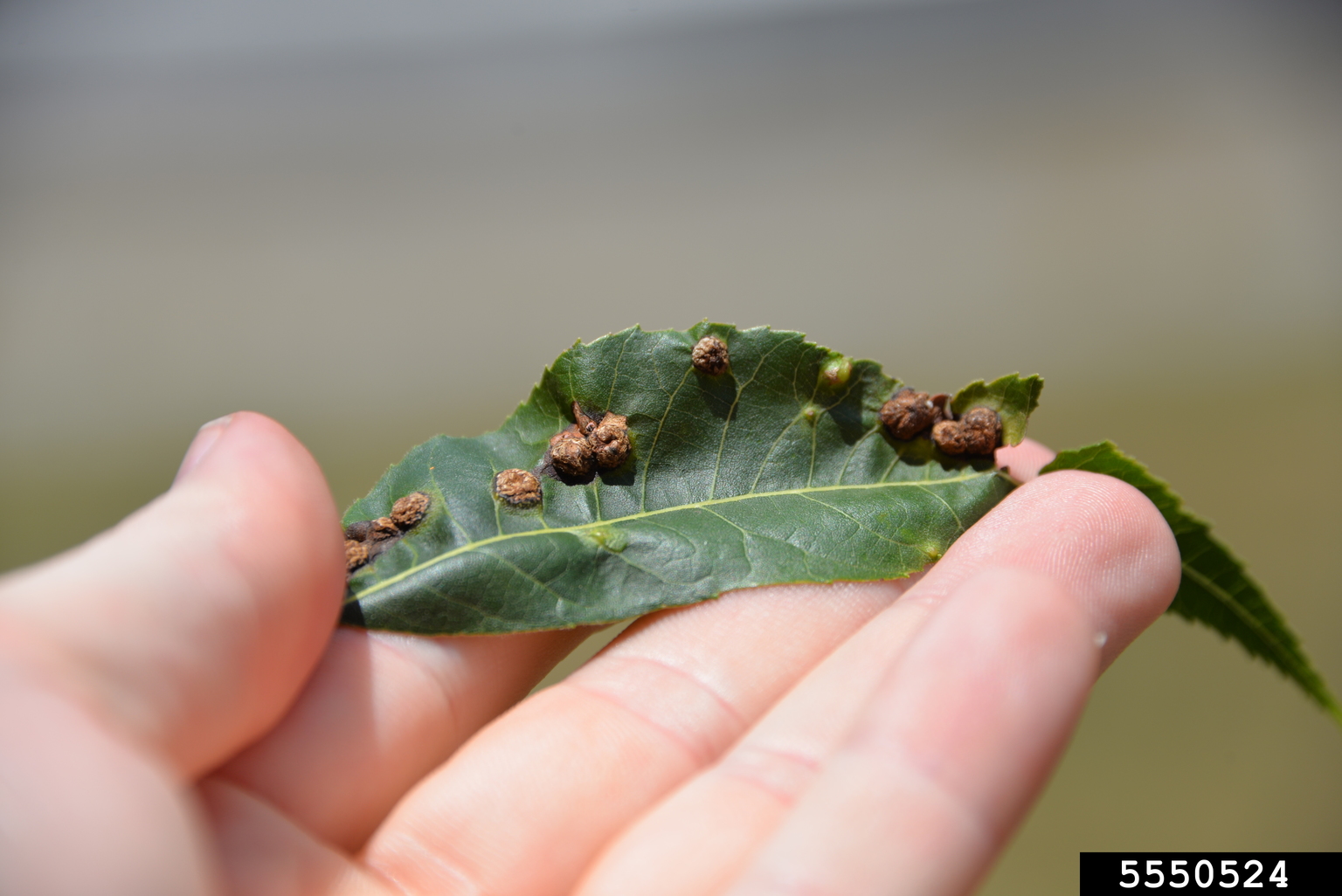 pecan phylloxera (Phylloxera devastatrix Pergande)