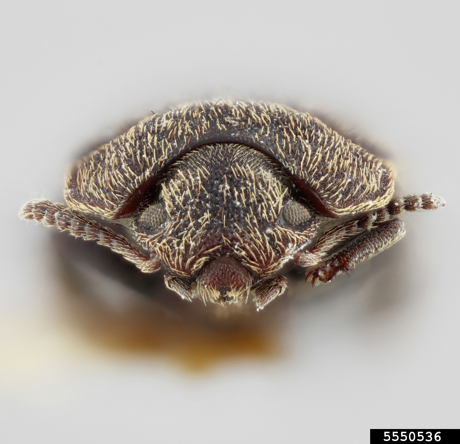 darkling beetle (Mesomorphus villiger (Blanchard))