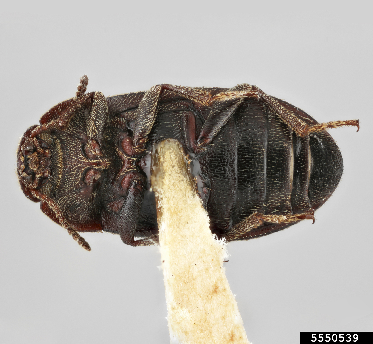darkling beetle (Mesomorphus villiger (Blanchard))