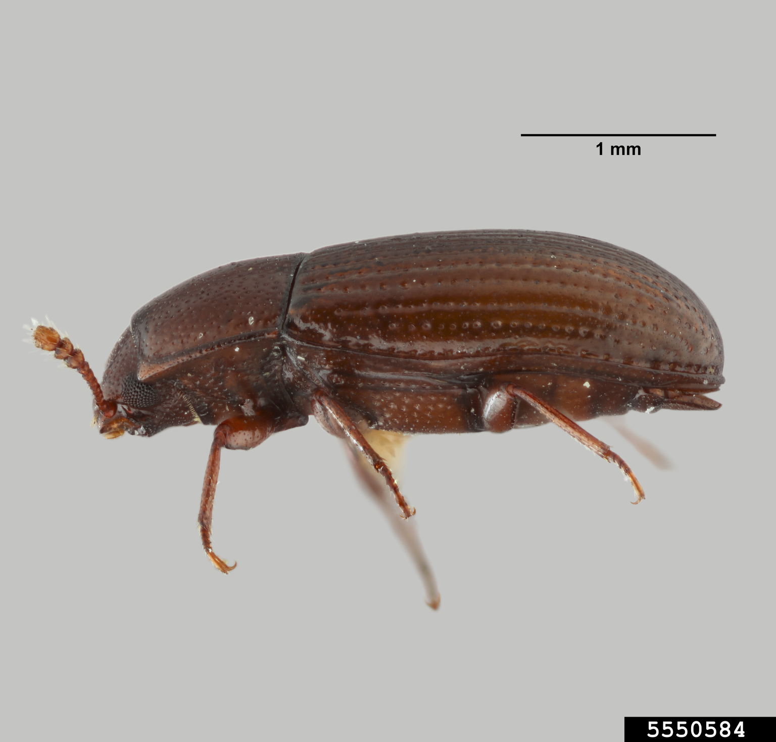 darkling beetle (Clamoris americana (Horn))
