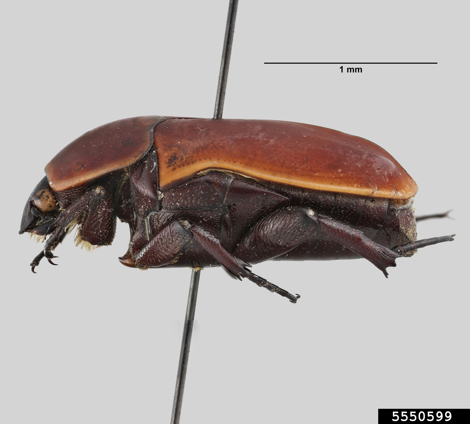 sun beetle (Pachnoda marginata)