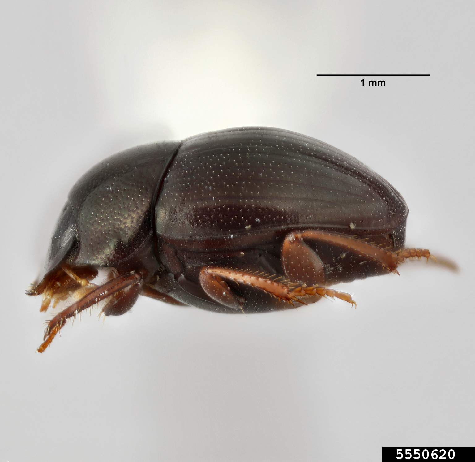 dung beetle (Pseudocanthon perplexus)