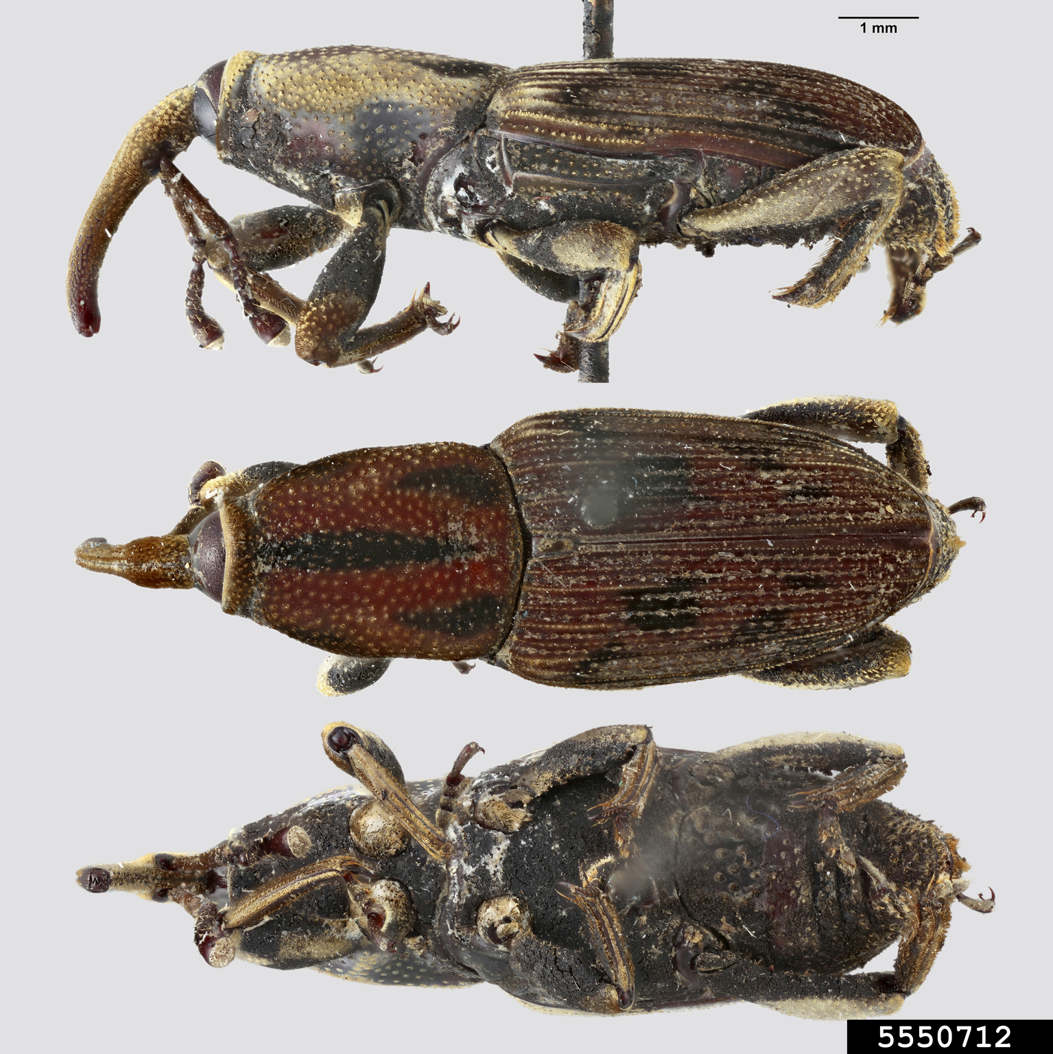 Bromeliad weevil (Metamasius cerasinus Vaurie)