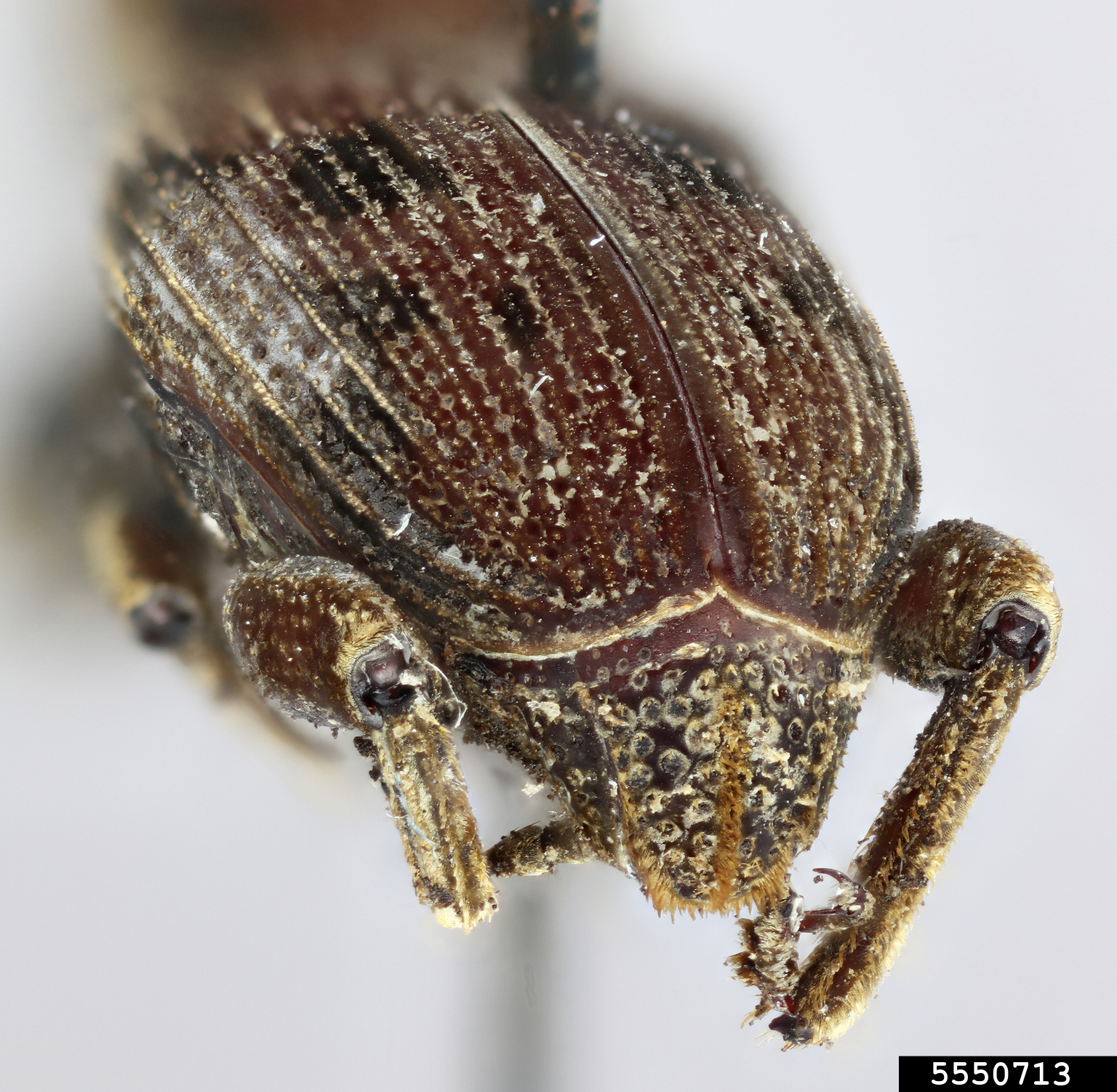 Bromeliad weevil (Metamasius cerasinus Vaurie)