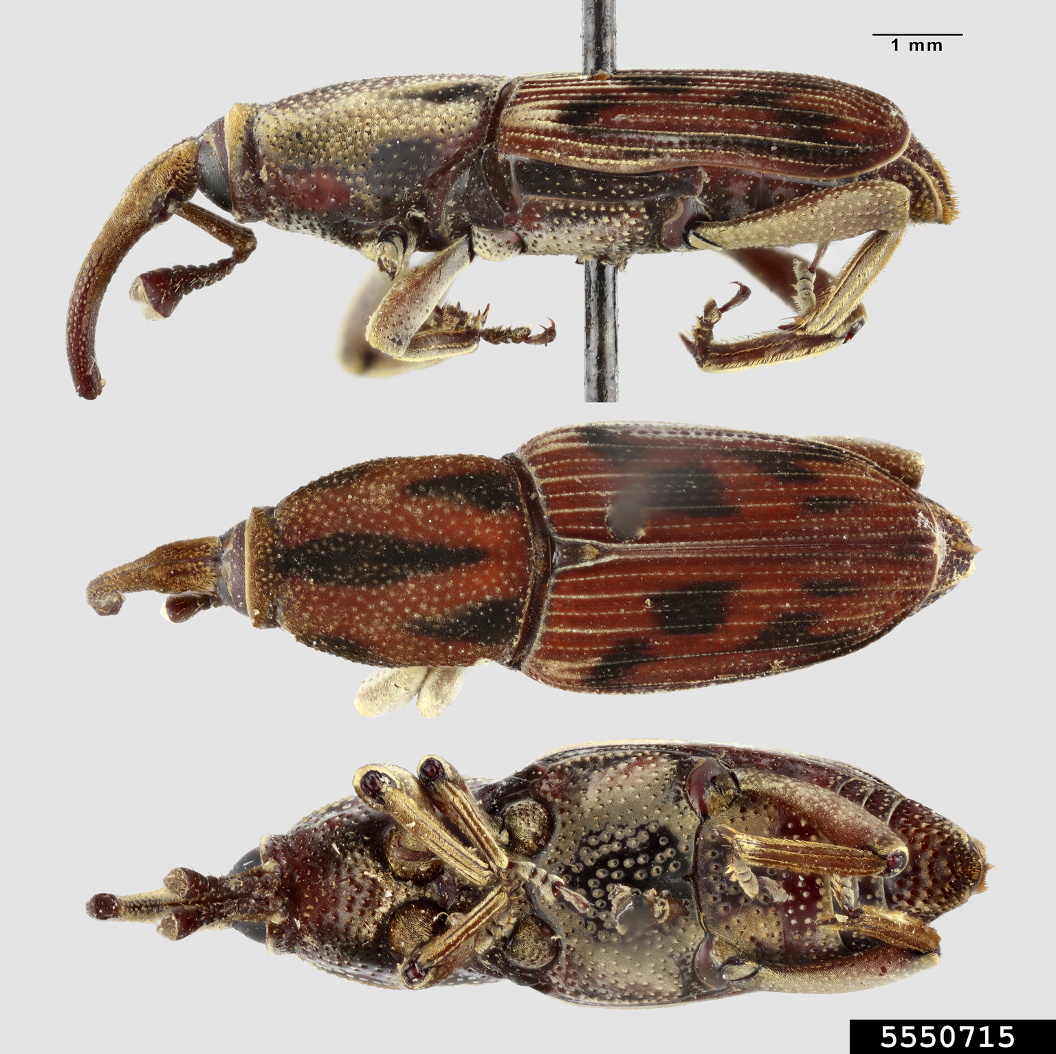 Bromeliad weevil, Metamasius cerasinus (Coleoptera: Curculionidae ...