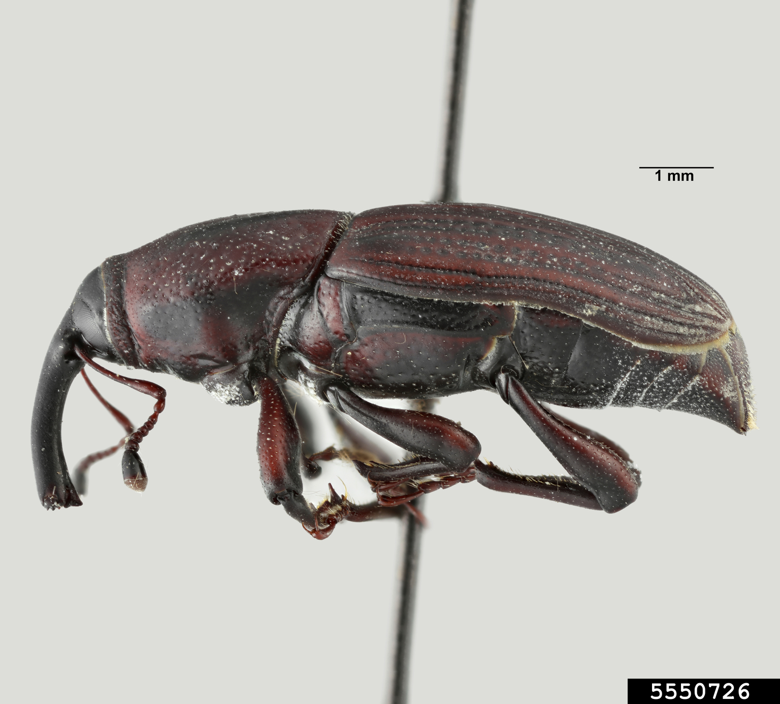 Hunting billbug (Sphenophorus venatus (Say))