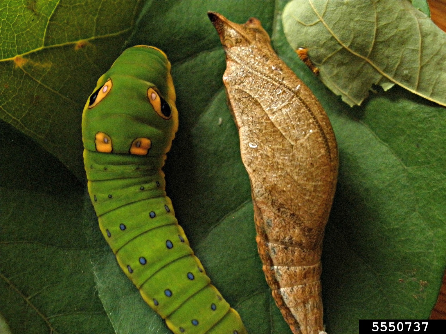 spicebush swallowtail (Papilio troilus)