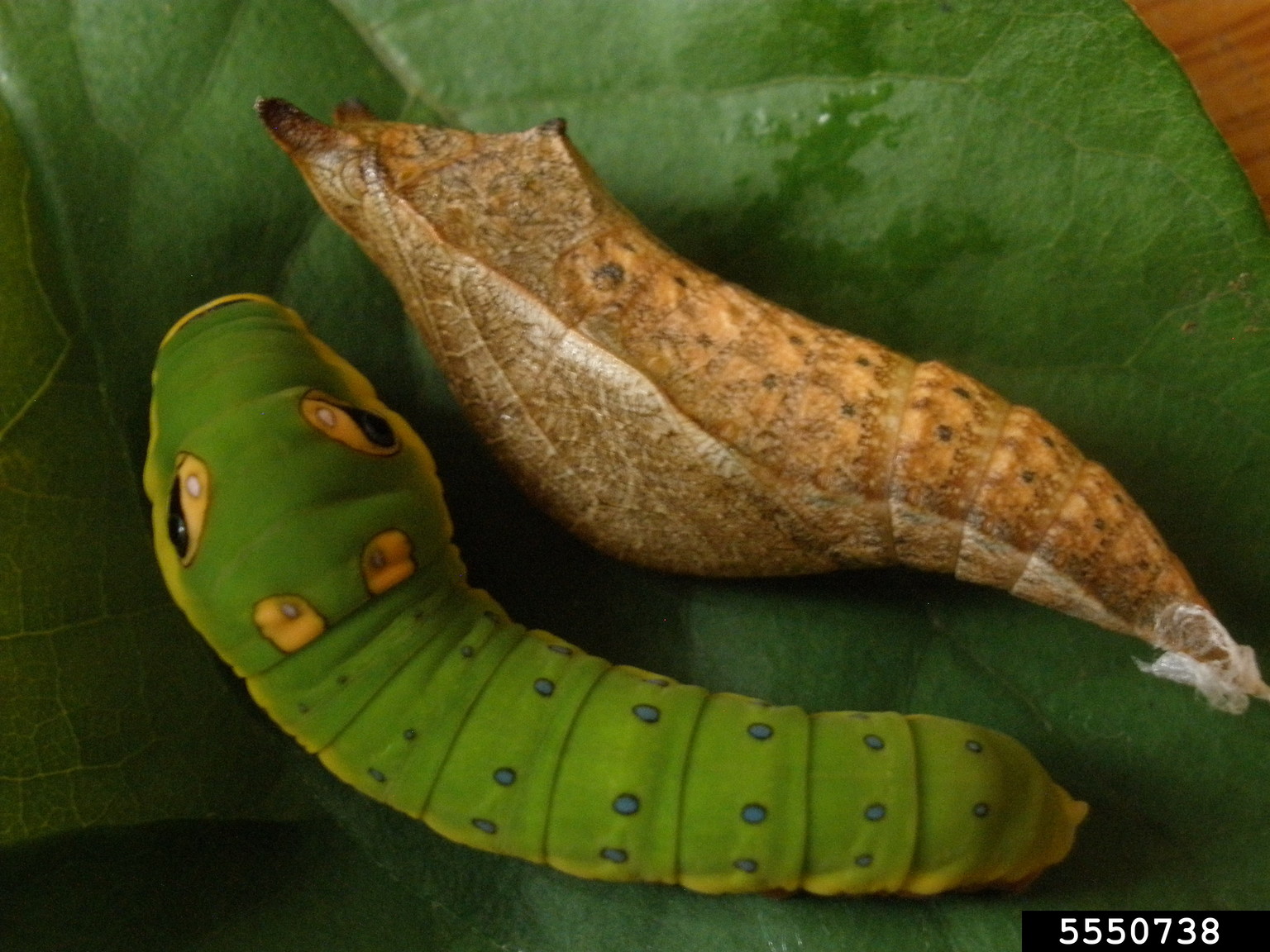 spicebush swallowtail (Papilio troilus Linnaeus)