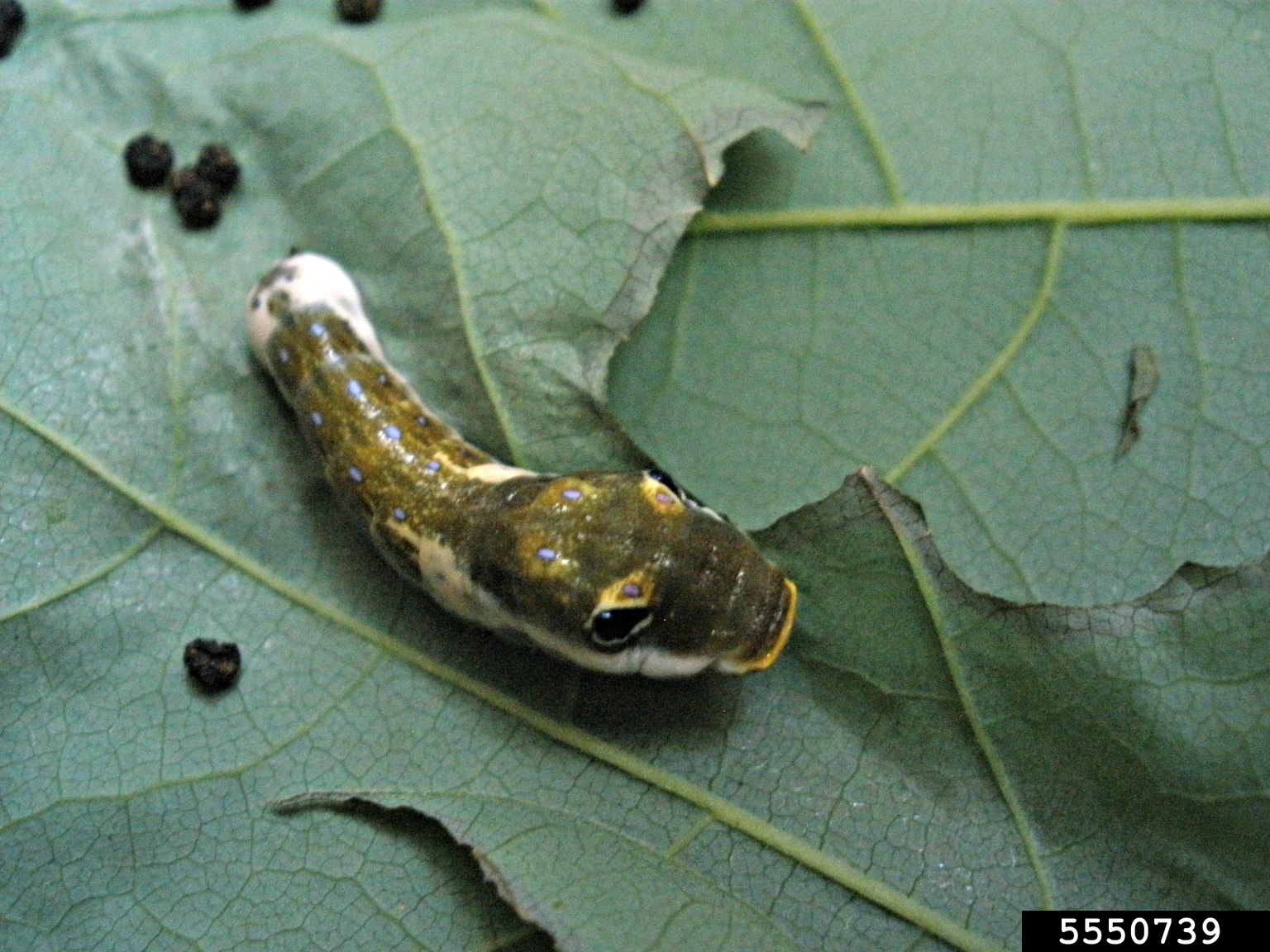 spicebush swallowtail (Papilio troilus ) on northern spicebush (Lindera ...