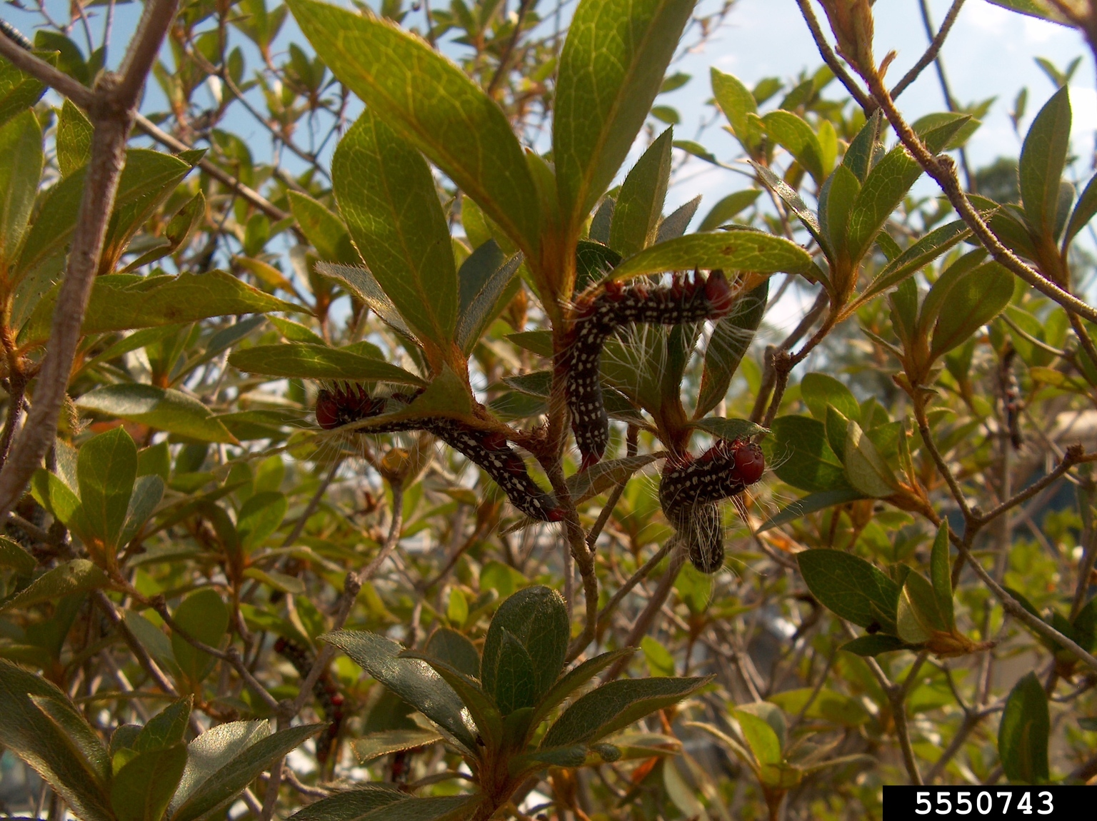 azalea caterpillar (Datana major Grote & Robinson)