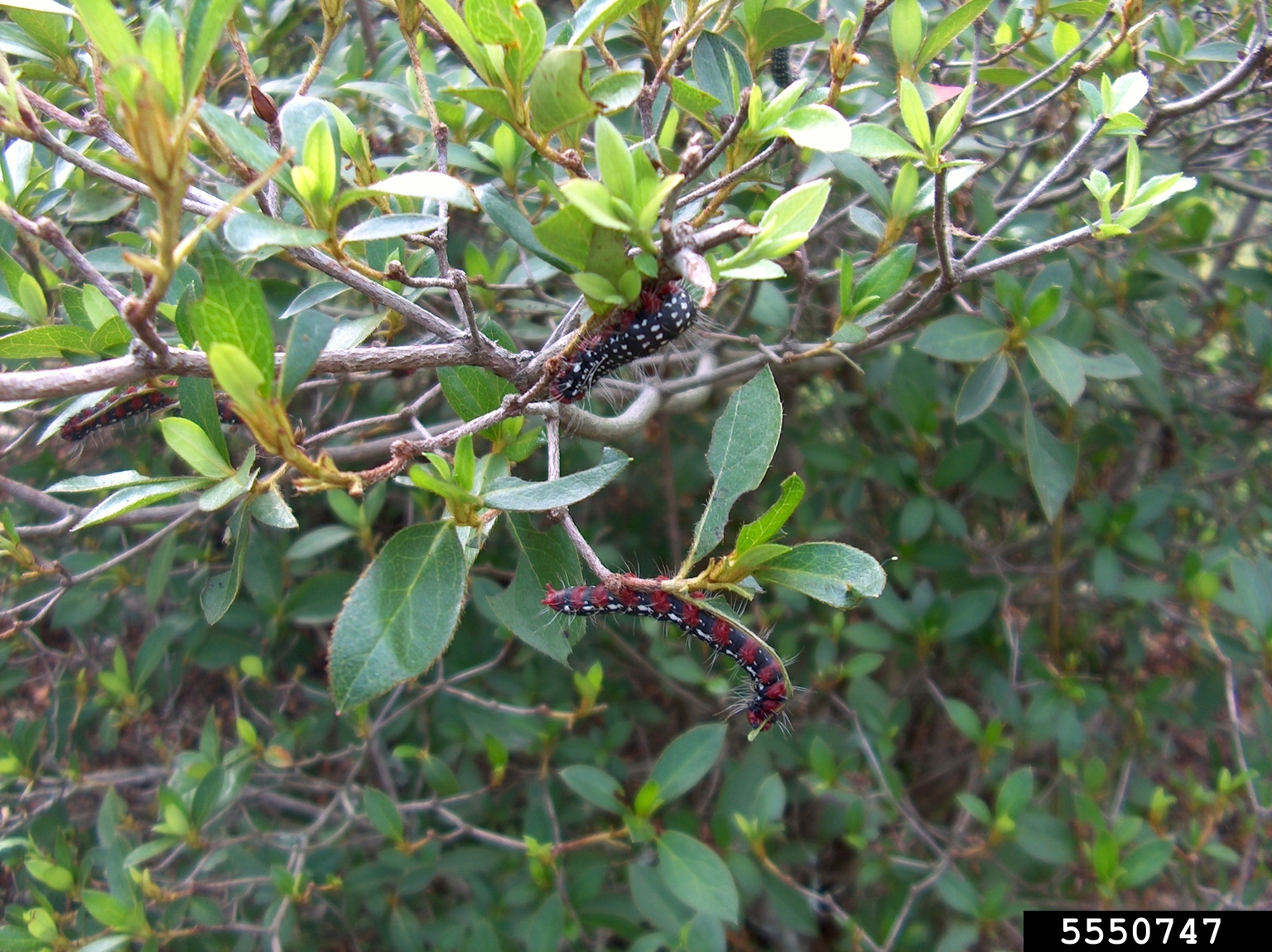 azalea caterpillar (Datana major Grote & Robinson)