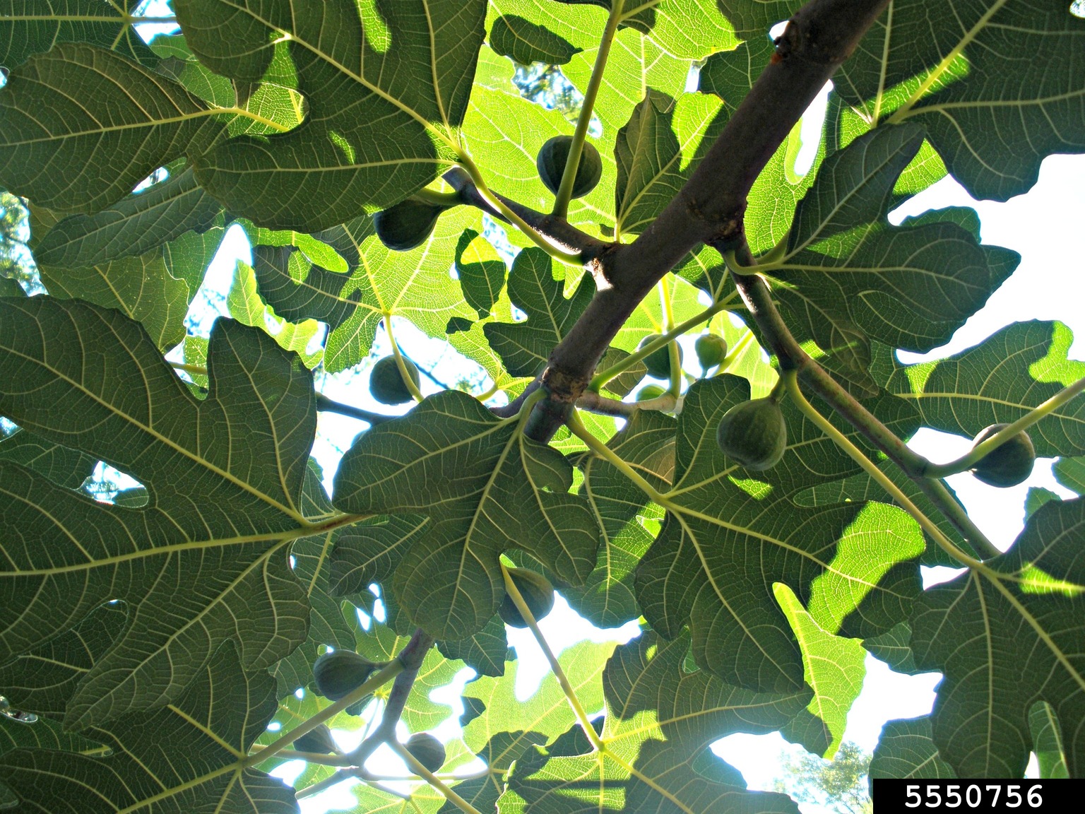 edible fig (Ficus carica)