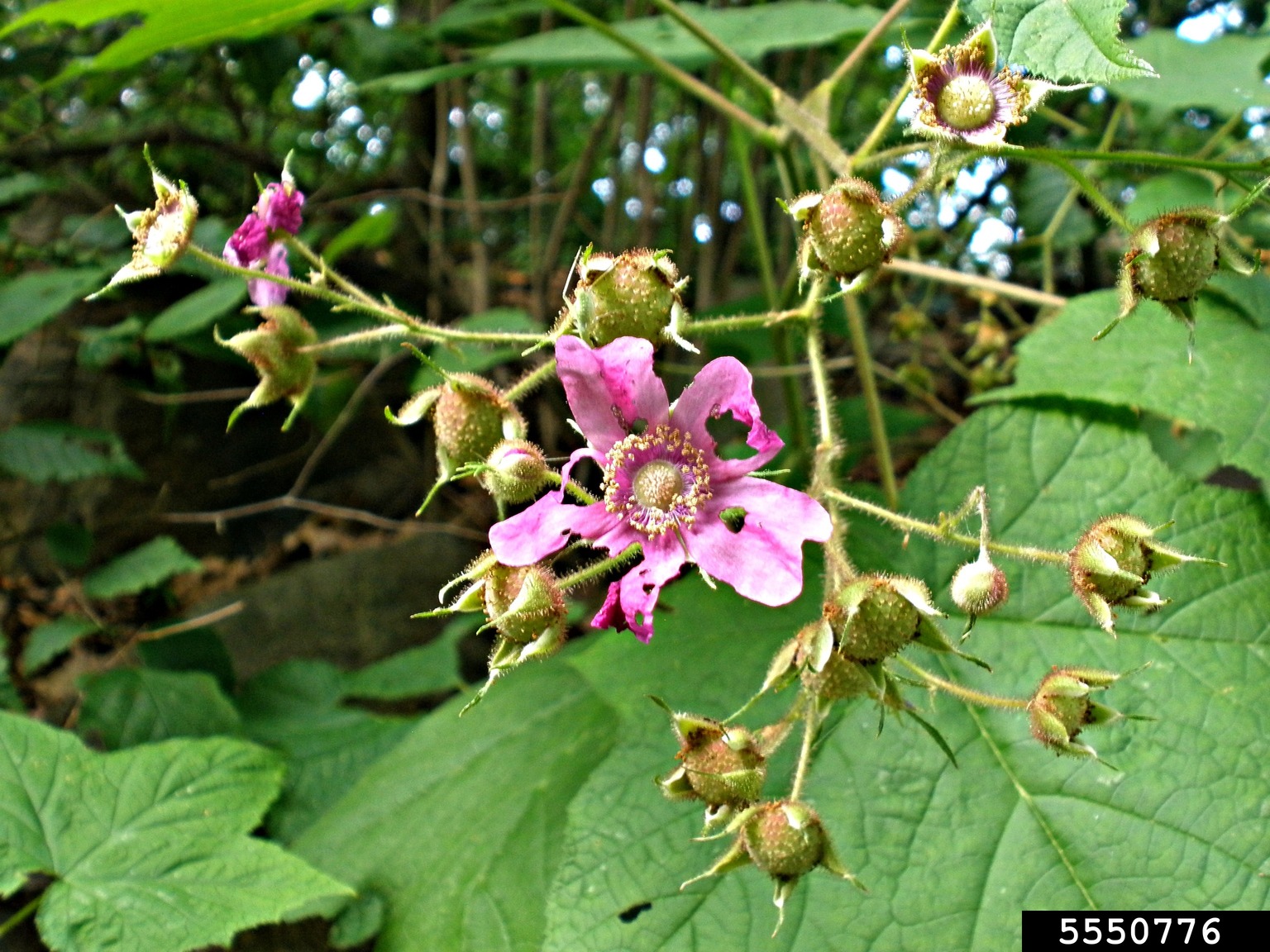 purpleflowering raspberry (Rubus odoratus)