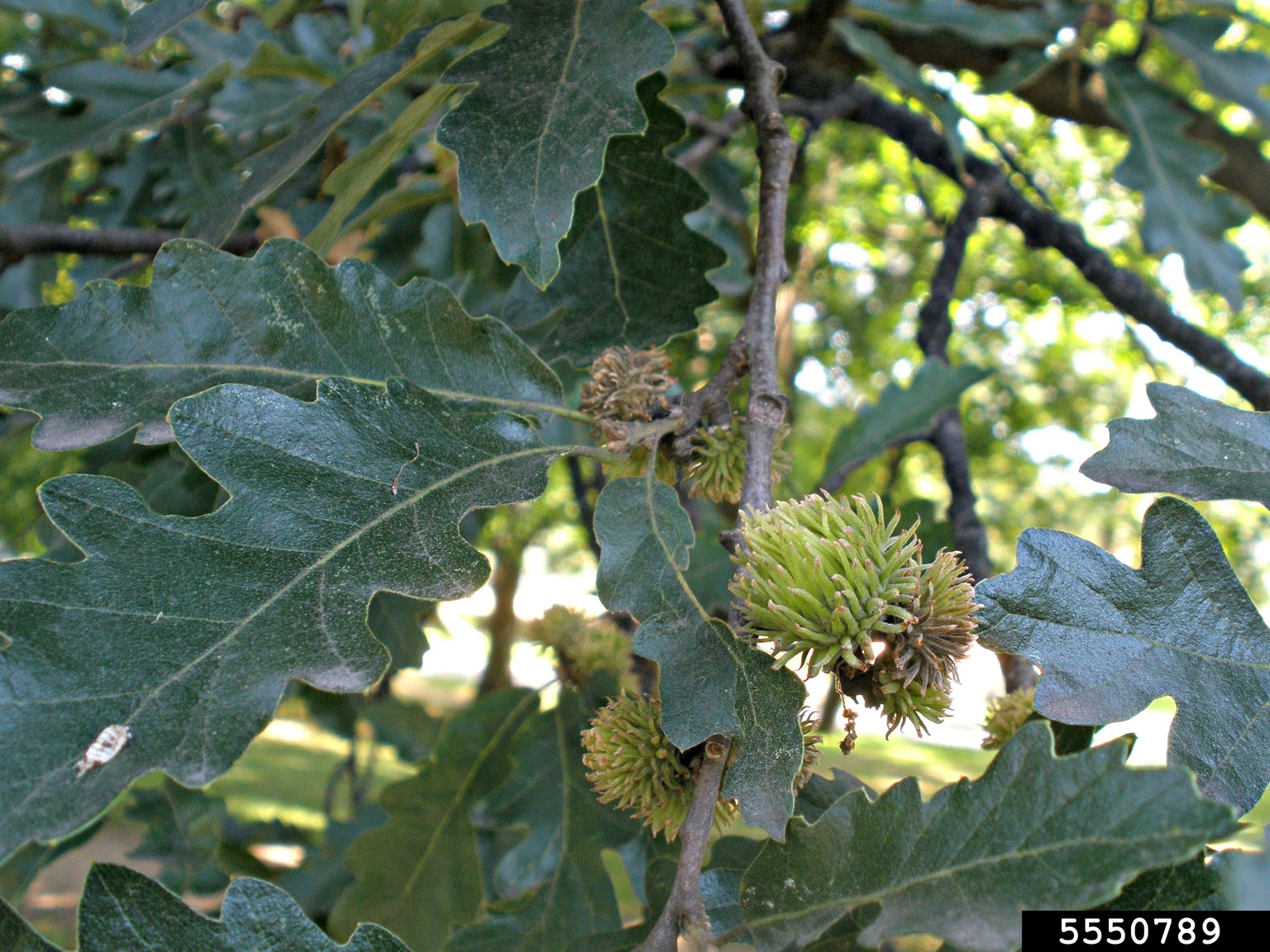 European turkey oak (Quercus cerris)