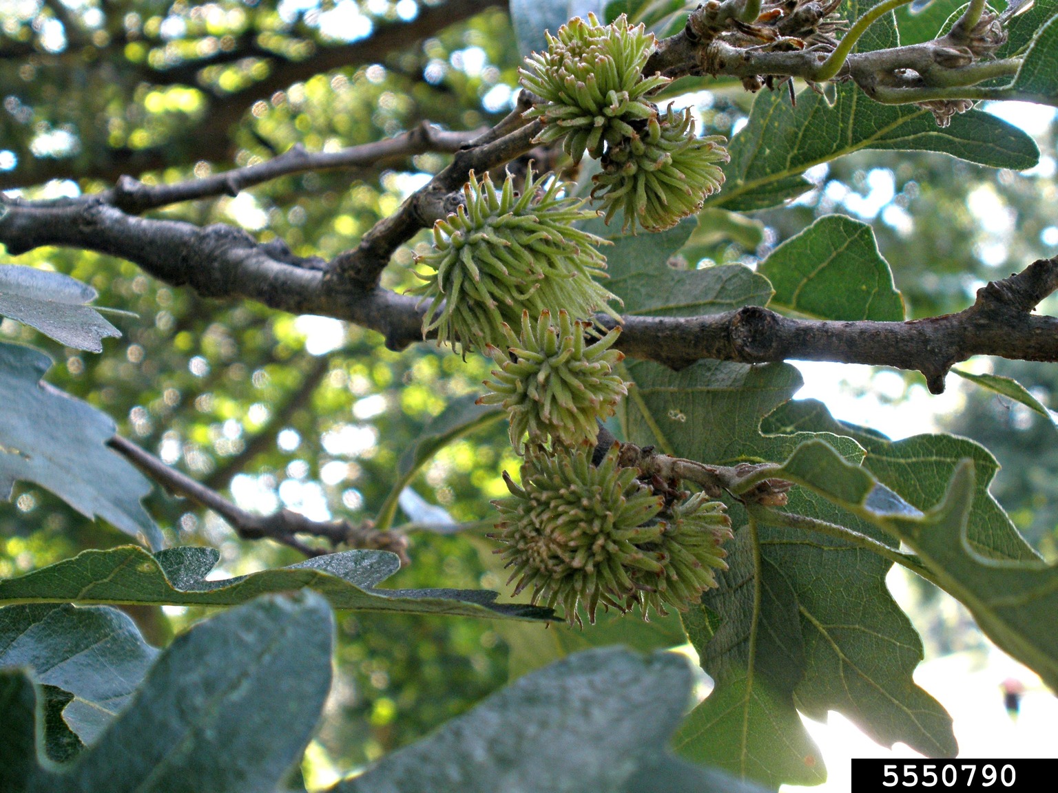 European turkey oak, Quercus cerris (Fagales: Fagaceae) - 5550790