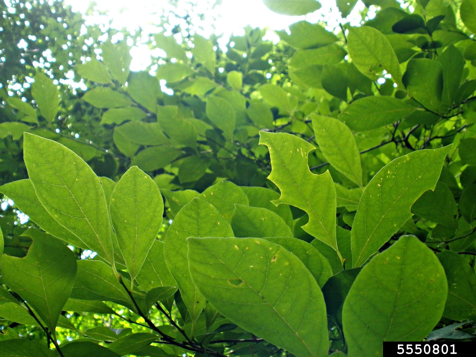 northern spicebush (Lindera benzoin (L.) Blume)