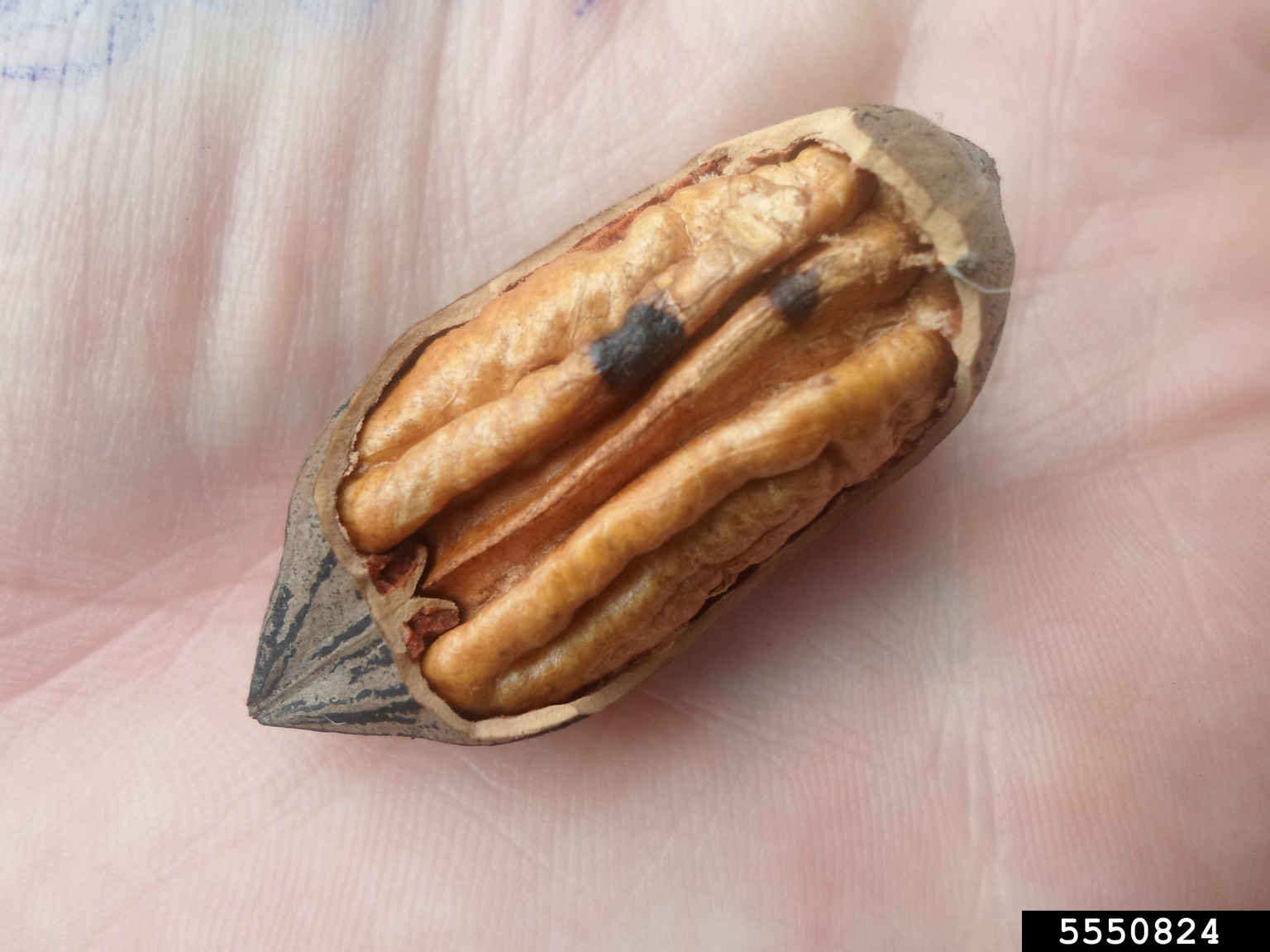 stink bugs (Family Pentatomidae) (Family Pentatomidae)