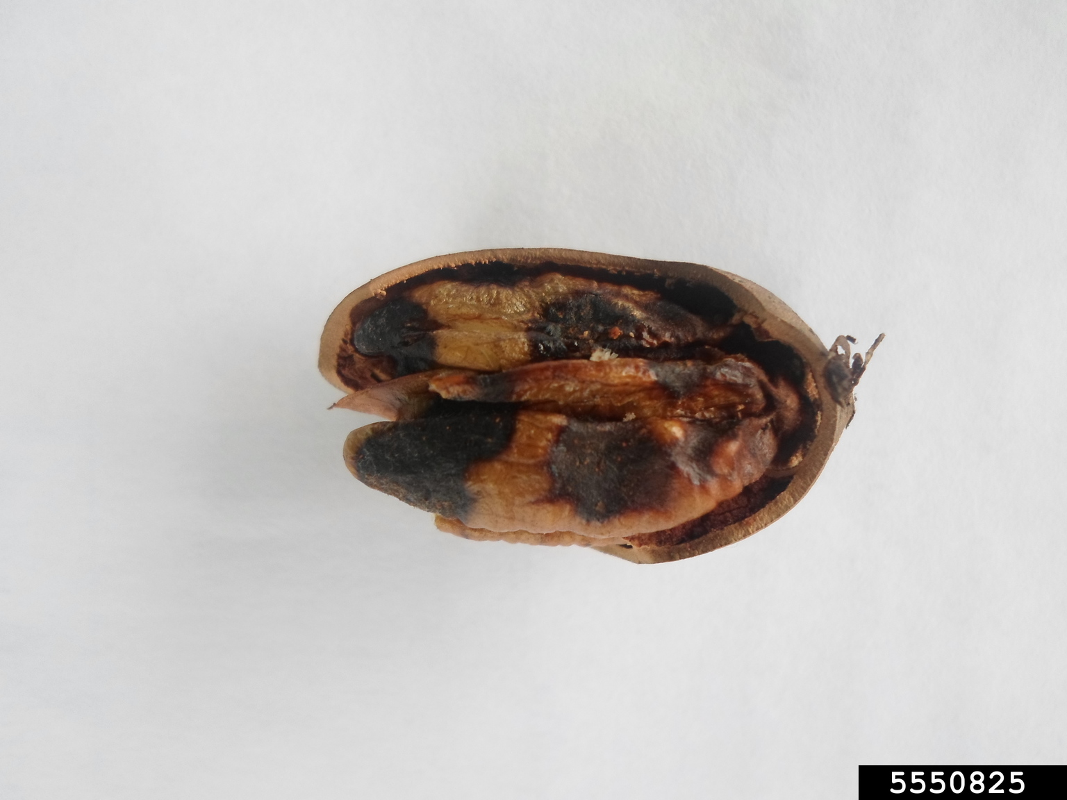 stink bugs (Family Pentatomidae) (Family Pentatomidae)