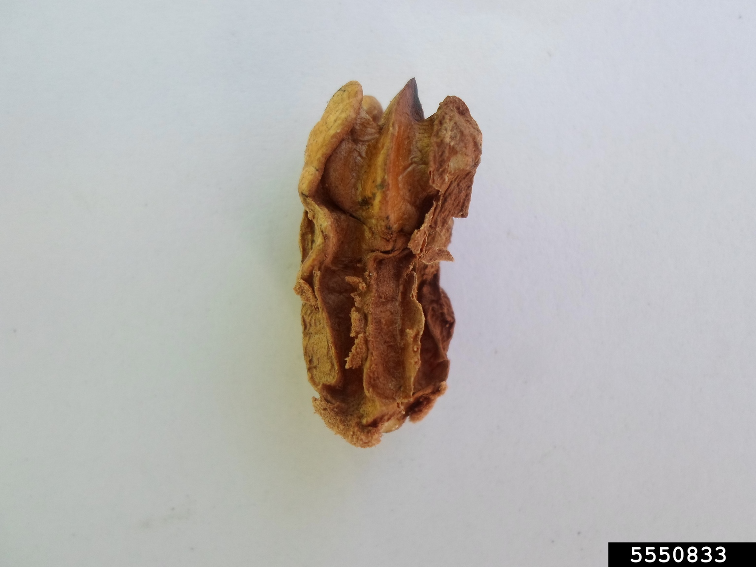 pecan (Carya illinoinensis)