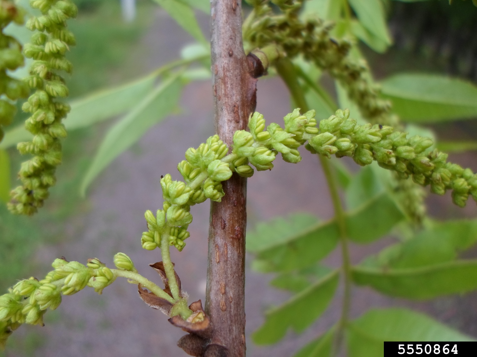 pecan (Carya illinoinensis)