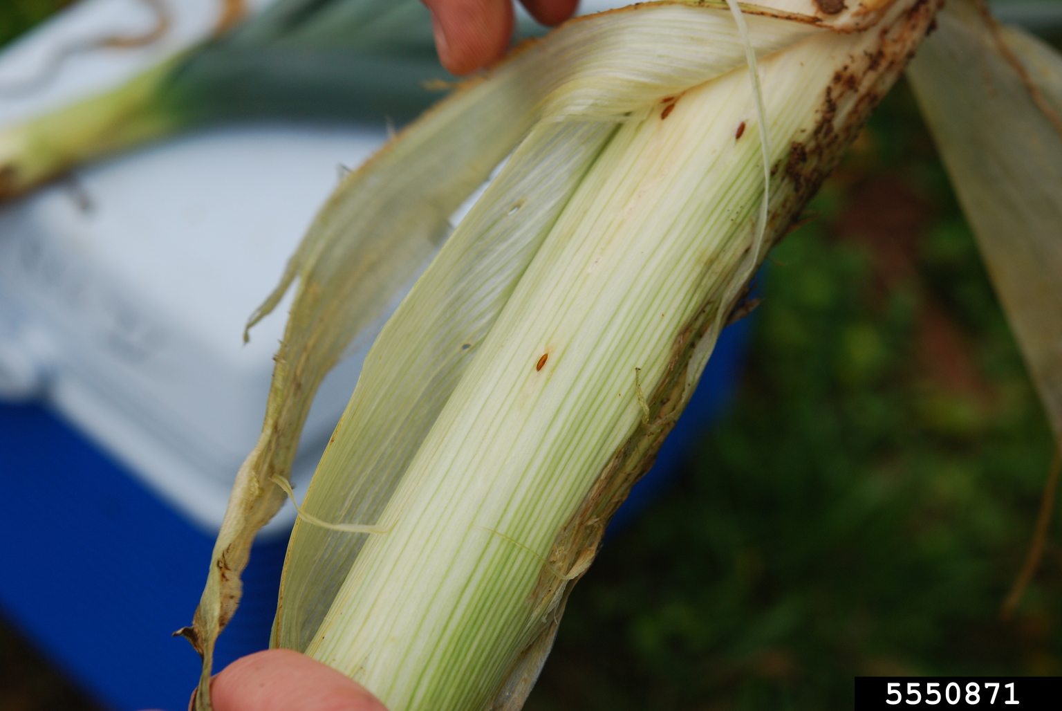 Allium leafminer (Napomyza gymnostoma (Loew, 1858))