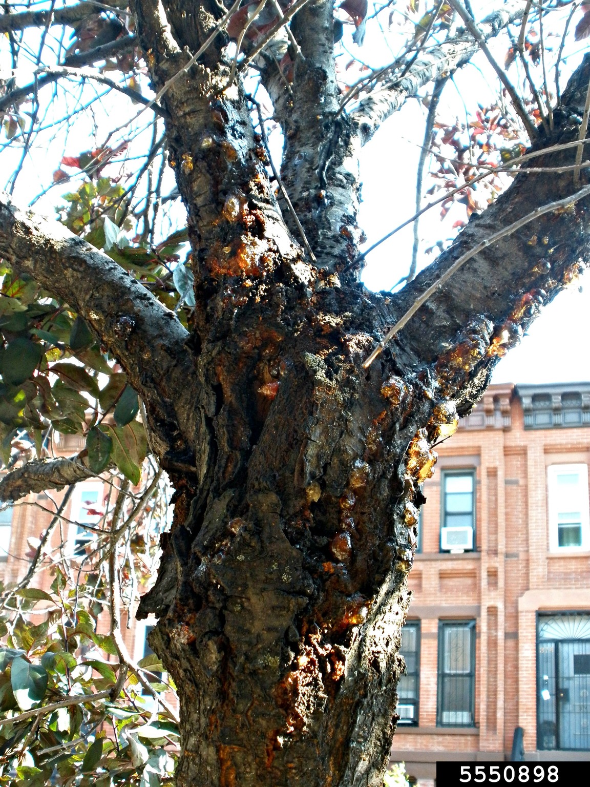 gummosis on plum/cherry (Prunus spp. ) - 5550898