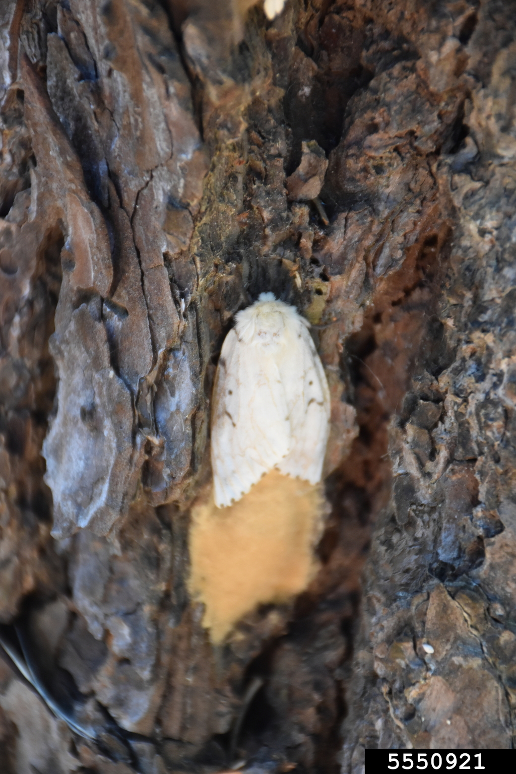 spongy moth (formerly gypsy moth) (Lymantria dispar (Linnaeus))