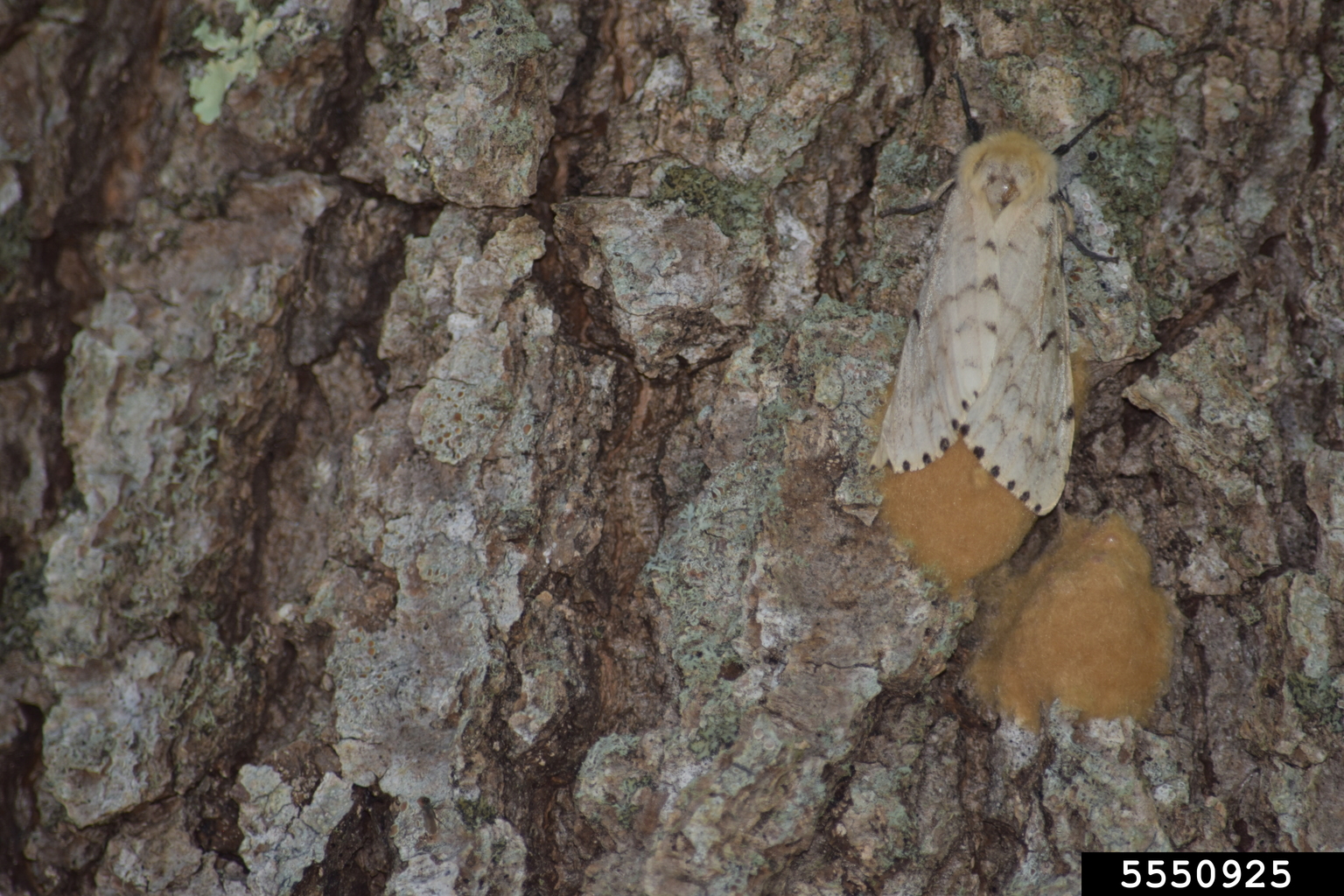 spongy moth (formerly gypsy moth) (Lymantria dispar (Linnaeus))