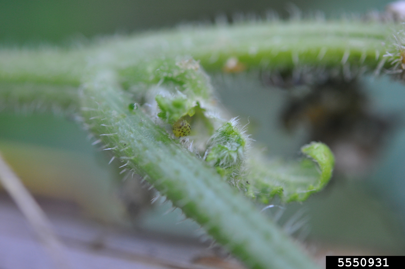 pickleworm (Diaphania nitidalis (Stoll))