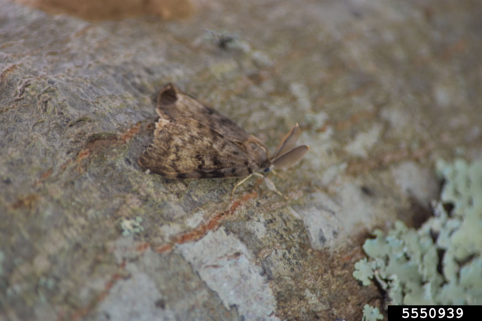 spongy moth (formerly gypsy moth) (Lymantria dispar (Linnaeus))