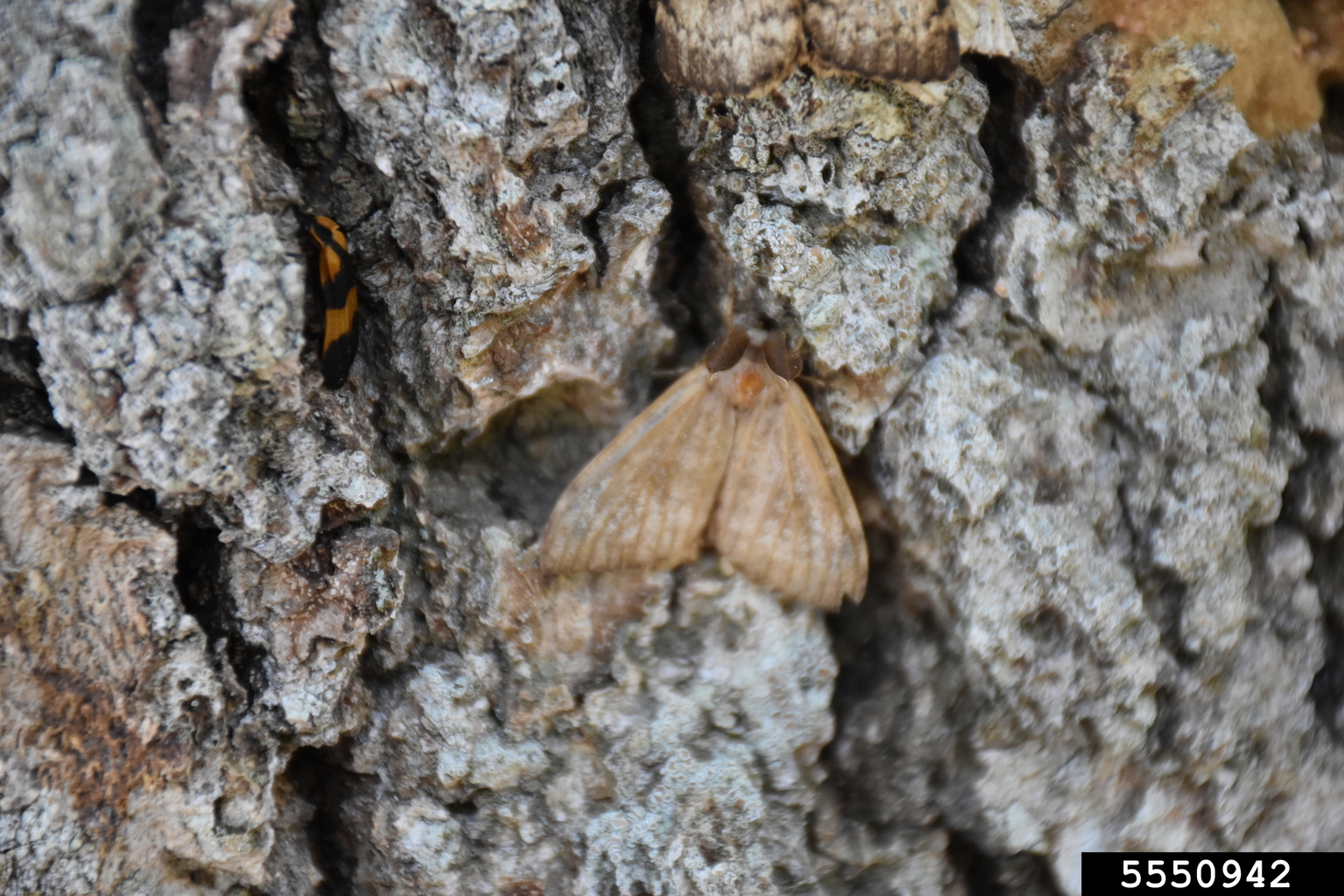 spongy moth (formerly gypsy moth) (Lymantria dispar (Linnaeus))