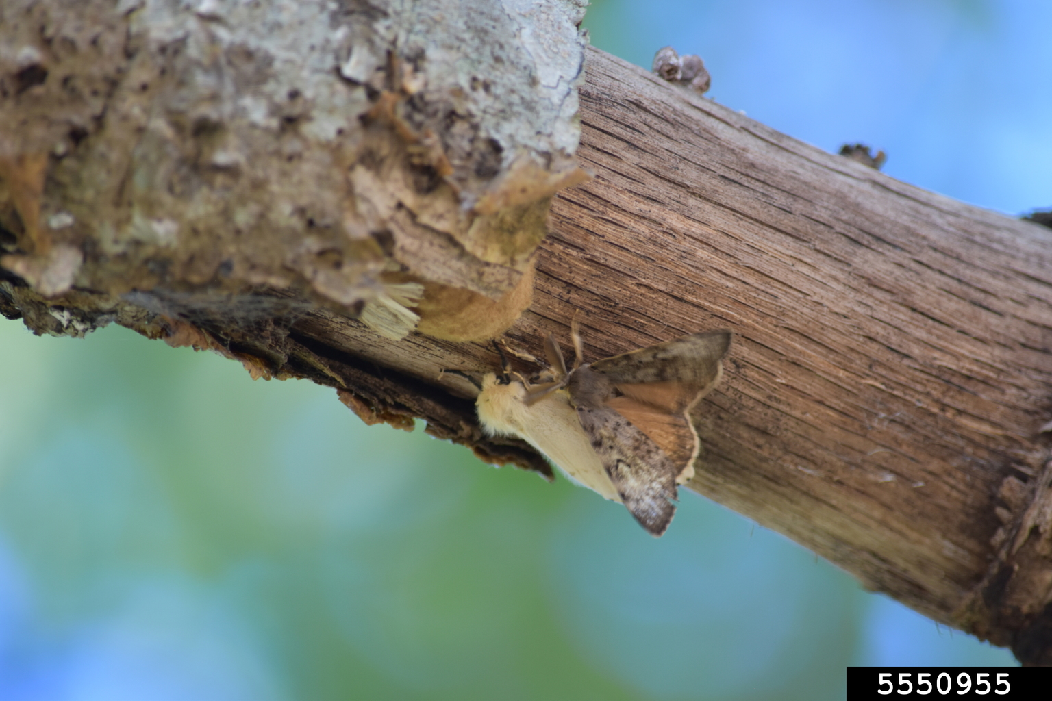 spongy moth (formerly gypsy moth) (Lymantria dispar (Linnaeus))