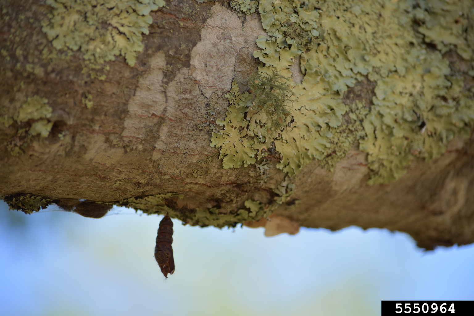 spongy moth (formerly gypsy moth) (Lymantria dispar (Linnaeus))