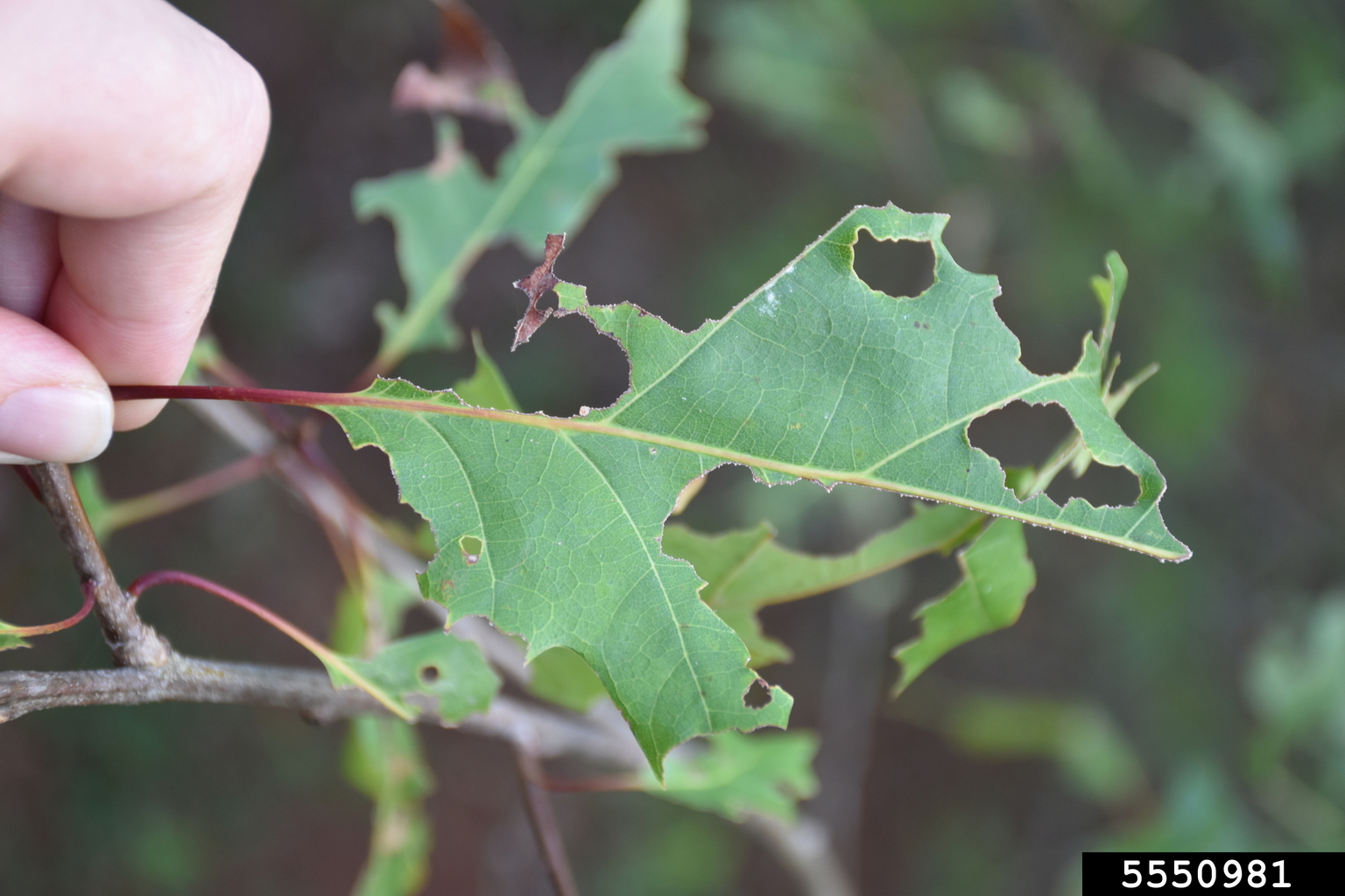 spongy moth (formerly gypsy moth) (Lymantria dispar (Linnaeus))