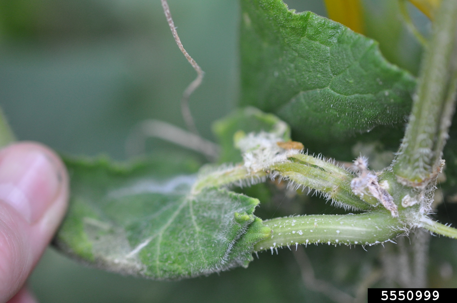 pickleworm (Diaphania nitidalis)