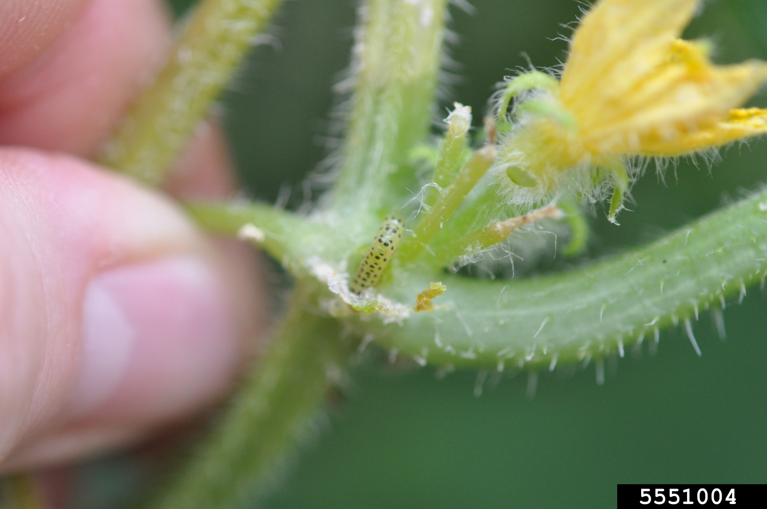 pickleworm (Diaphania nitidalis)
