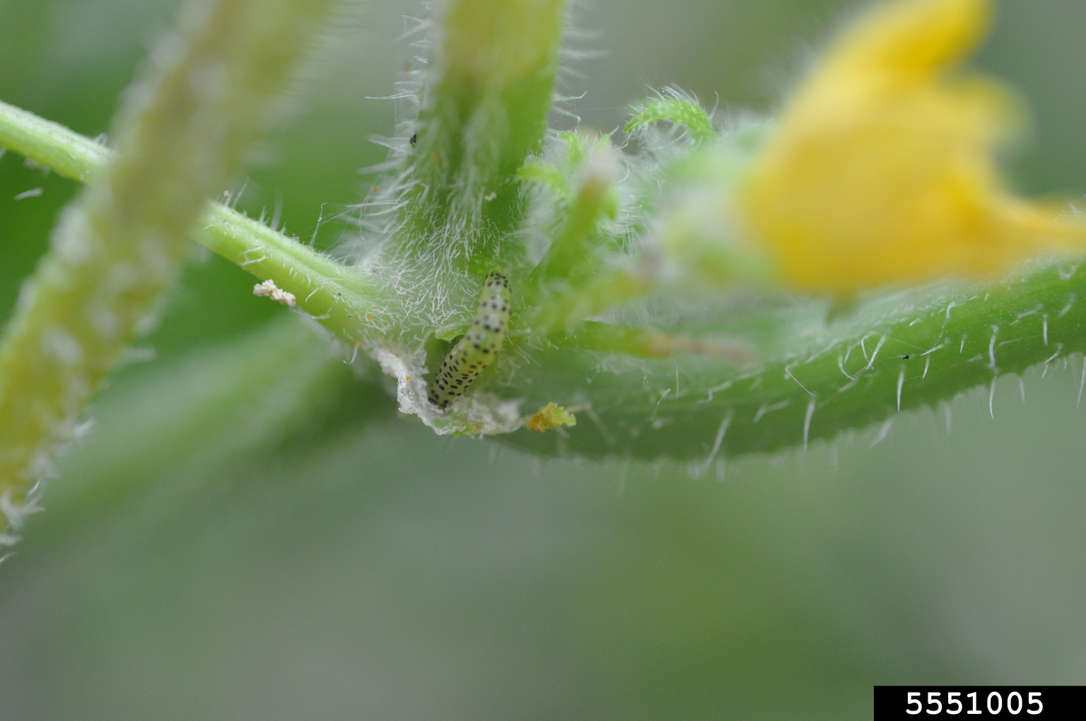 pickleworm (Diaphania nitidalis)