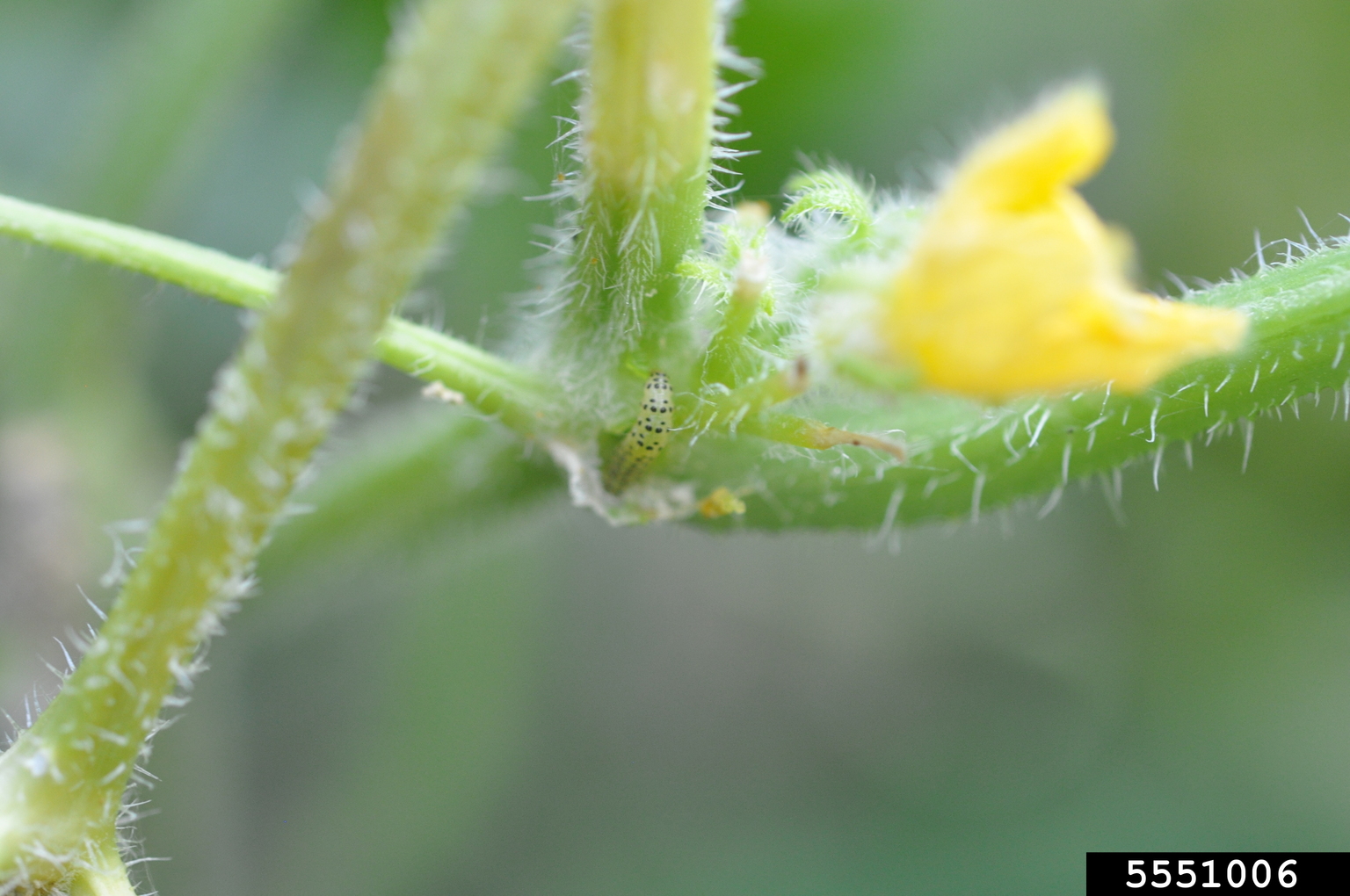 pickleworm (Diaphania nitidalis)