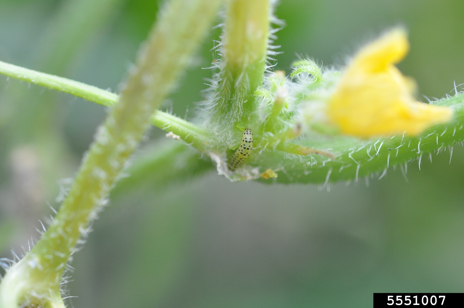 pickleworm (Diaphania nitidalis)