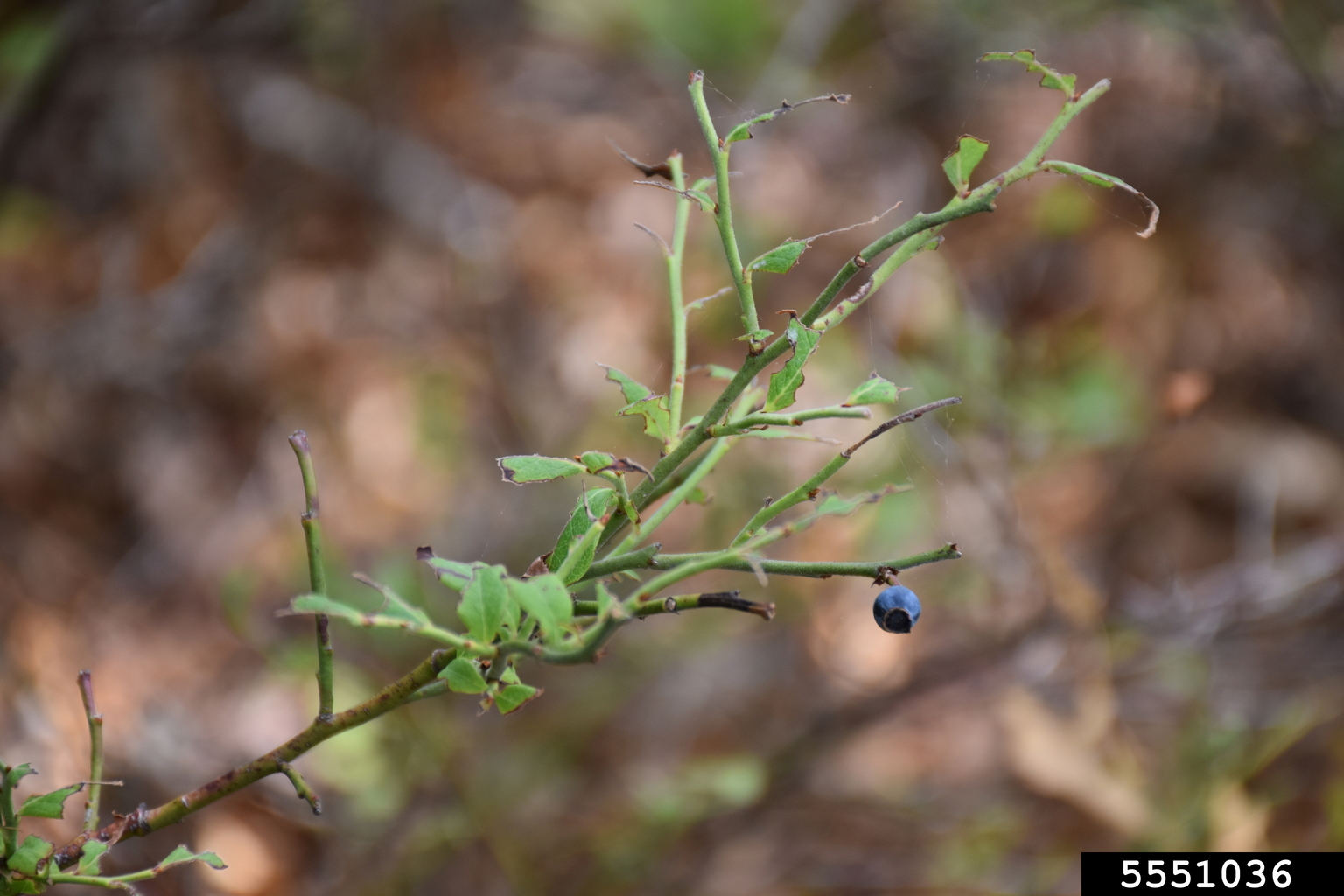 spongy moth (formerly gypsy moth) (Lymantria dispar (Linnaeus))