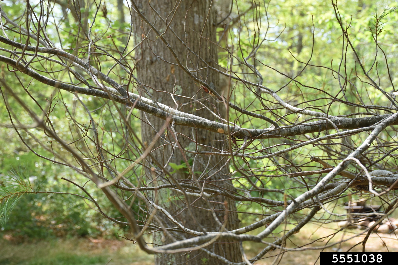 spongy moth (formerly gypsy moth) (Lymantria dispar (Linnaeus))