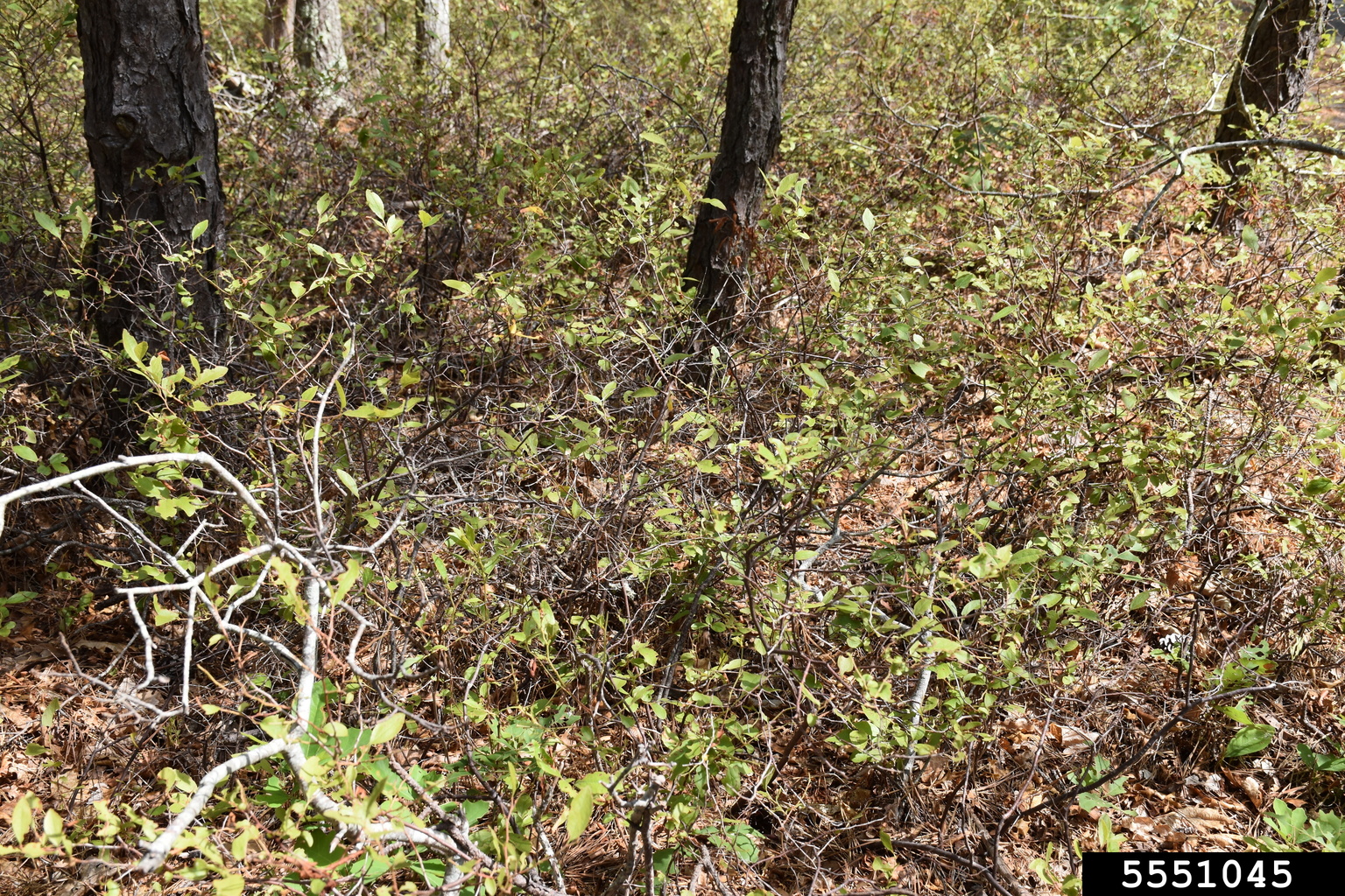 spongy moth (formerly gypsy moth) (Lymantria dispar (Linnaeus))