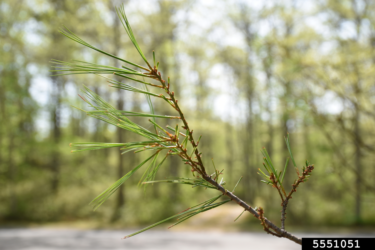 spongy moth (formerly gypsy moth) (Lymantria dispar (Linnaeus))
