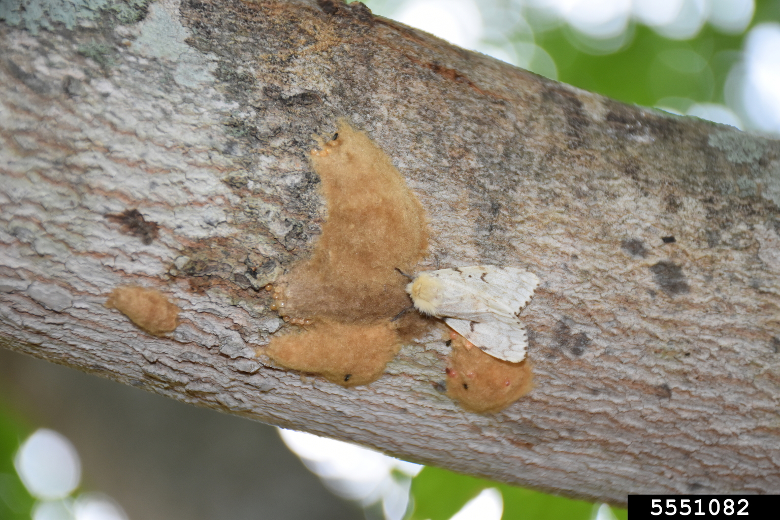 spongy moth (formerly gypsy moth) (Lymantria dispar)