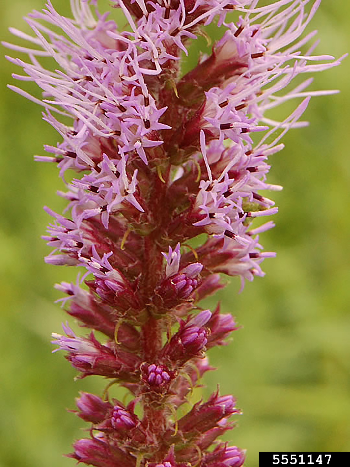 prairie blazing star (Liatris pycnostachya Michx.)
