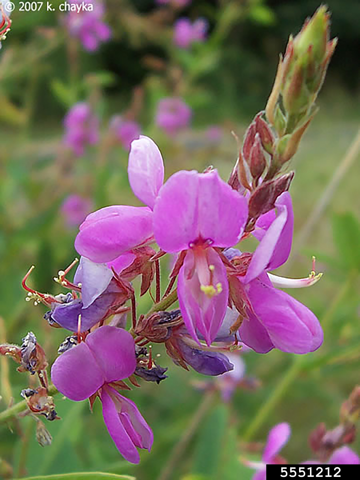 showy ticktrefoil (Desmodium canadense)