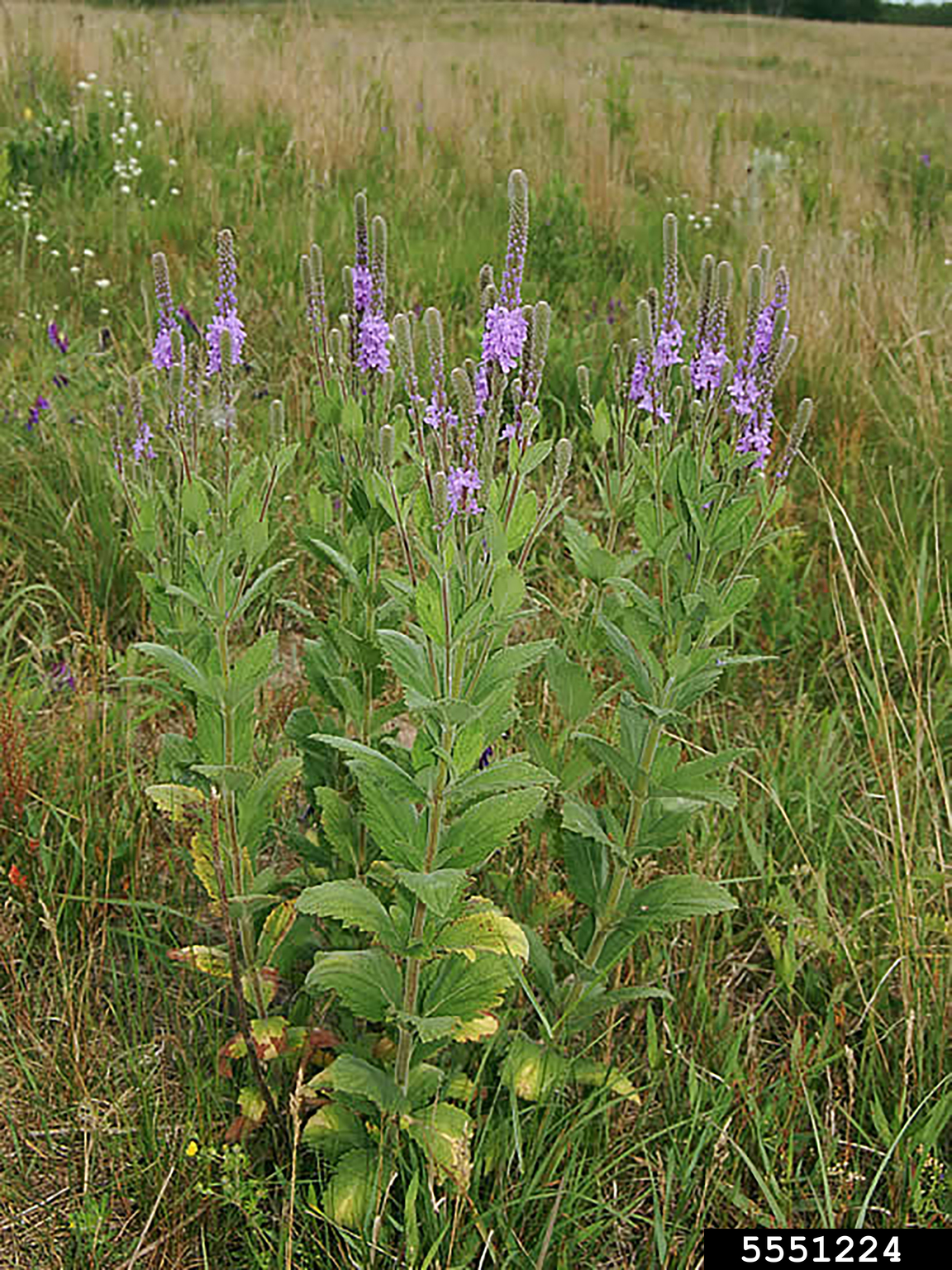hoary vervain (Verbena stricta)
