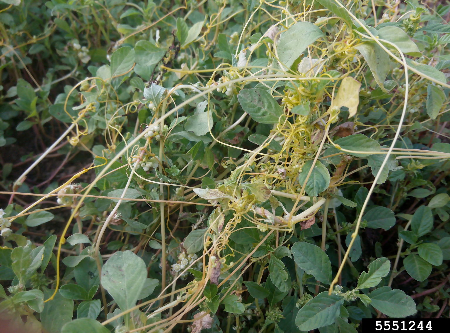 dodder (Genus Cuscuta L.)